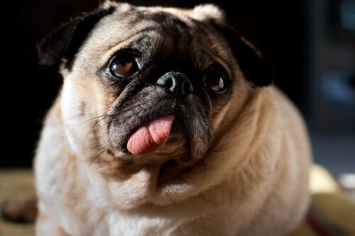 Pug Dog Breed Characteristic, Daily and Care Facts