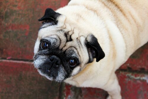 Pug Dog Breed Characteristic, Daily and Care Facts